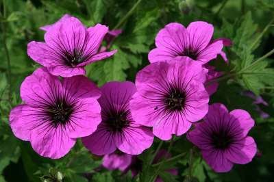 Flower || Definition, Parts, Types, Uses, Advantages